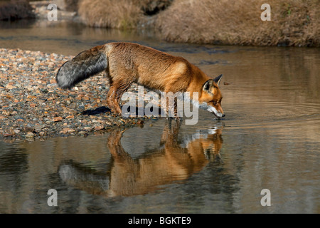 Red fox (Vulpes vulpes) drinking water from river Stock Photo - Alamy