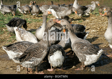 Geese raised for foies gras pate goose liver on farm Dordogne Aquitaine ...