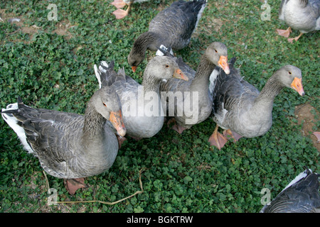 Geese for goose liver pate on farm, Dordogne, Aquitaine, France, Europe ...