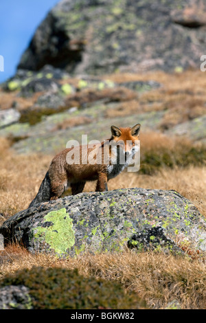 Rocks, red fox, Vulpes vulpes Stock Photo - Alamy