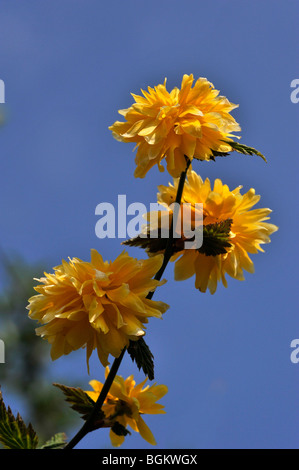 jews mallow (kerria japonica) in bloom Stock Photo - Alamy