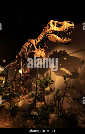 T-Rex Skeleton on display in museum Stock Photo - Alamy
