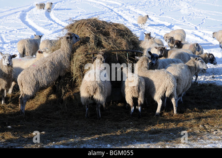 sheep being fed on hay in the winter, unable to access the grass in ...