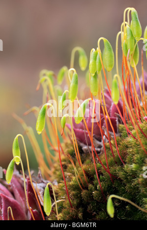 Capsules of Bryum moss (Bryum sp.) among common houseleek (Sempervivum ...