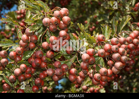 Common Hawthorn ( Crataegus monogyna ) fruits and leaves. Cabuerniga ...