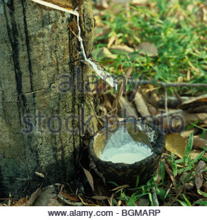 Latex flowing from the cut in a rubber tree bark, Thailand, Asia Stock ...
