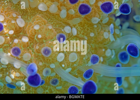 Close-up of fried egg (Cotylorhiza tuberculata) jellyfish, also known ...