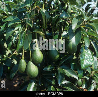 avocado tree, avocados ripe on the tree, this plant grown in tropical ...