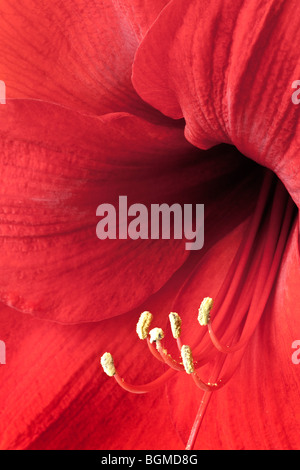Close up plant portrait of Amaryllis flower petals and stamen, macro ...