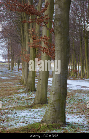 Tree lined avenue on Bramham Park Estate Stock Photo - Alamy