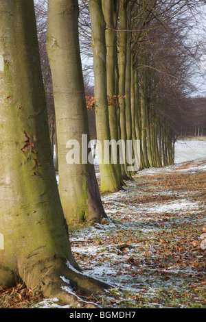 Tree lined avenue on Bramham Park Estate Stock Photo - Alamy