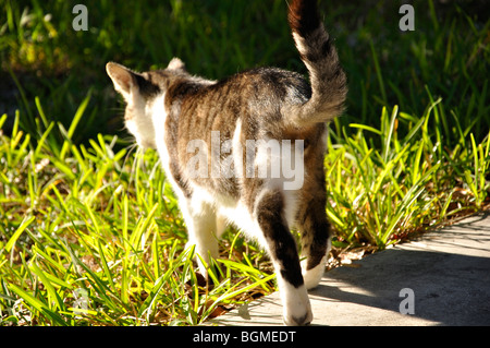 Key West Stray Cat Stock Photo - Alamy