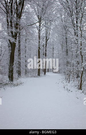 Snow covered path on Bramham Park Estate Stock Photo - Alamy