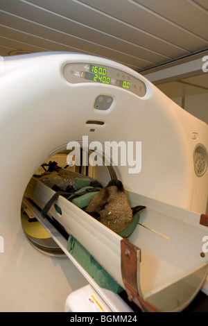 A sheep in a MRI Scanner Stock Photo - Alamy