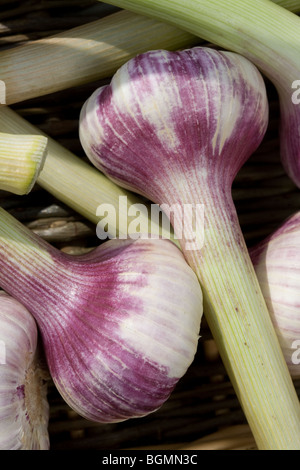 Green Garlic Bulbs Stock Photo - Alamy