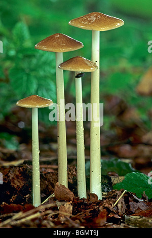 rooting shank (Oudemansiella radicata) Fungi Stock Photo - Alamy