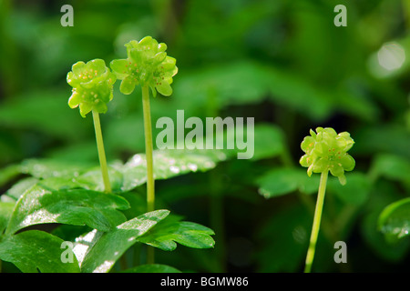 Moschatel (Adoxa moschatellina), Europe Stock Photo - Alamy