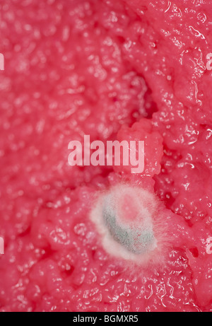 Mold growing on food (moldy food, mouldy food, food mold Stock Photo ...