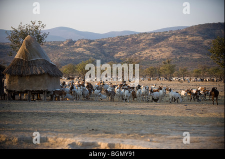Goats in a himba village, Kaokoland, Namibia Stock Photo - Alamy