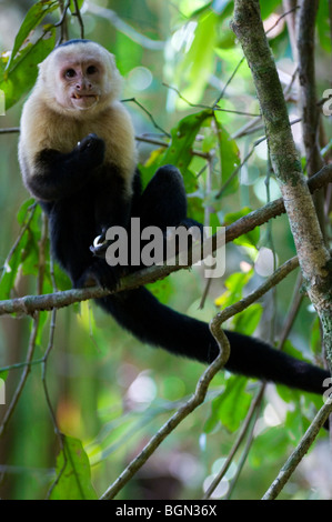 White-faced Capuchin (Cebus capucinus) in banana plantation, Sierpe del ...