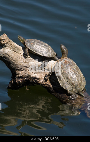 Two terrapins basking in the sun by the waters edge Stock Photo - Alamy