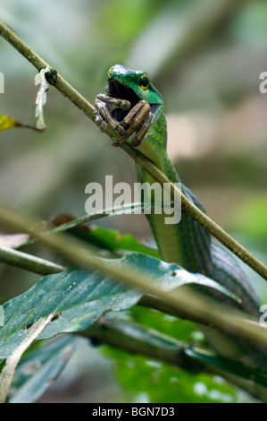 Parrot snake, Satiny Parrot Snake, Leptophis depressirostris, Tropical ...