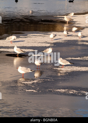 Birds stand on a partially frozen lake in Bucharest, Romania, Tuesday ...