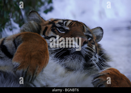 Rolling in the snow. A Sumatran Tiger poses during a snowy weekend at ...