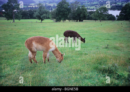 Alpaca's in the UK. Camelid Family. Types of Alpaca, Huacaya and Suri ...