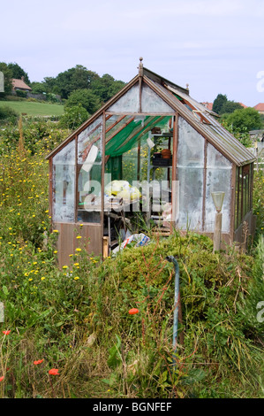overgrown greenhouse on allotment plot, norfolk, england Stock Photo ...