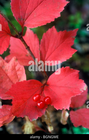 squashberry (Viburnum edule Stock Photo - Alamy