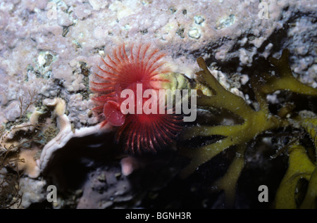 Red Tube Worms (Serpula vermicularis) retracted in their protective ...