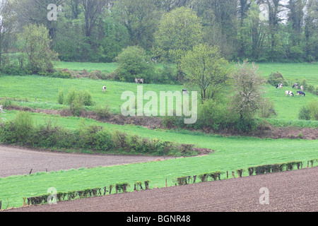 Bocage landscape with hedges and trees, Voeren, Belgium Stock Photo - Alamy