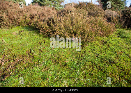 Autumn vegetation trees bushes heathland Suffolk England Stock Photo ...