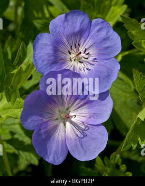 Geranium 'Jolly Bee' Stock Photo - Alamy