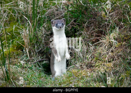 ermine, stoat (Mustela erminea), standing upright in backlight with ...