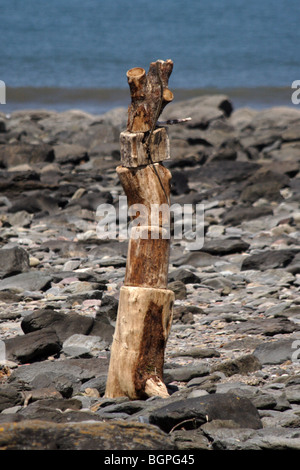 wooden log on a stone beach with star shape inside Stock Photo - Alamy