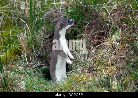 ermine, stoat (Mustela erminea), standing upright in backlight with ...