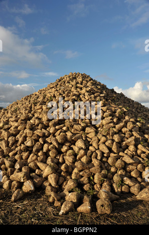 Sugar beet (Beta vulgaris) crop leaf infected with Cercospora ...