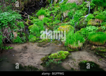 Groundwater spring on Gribben Creek Stock Photo - Alamy