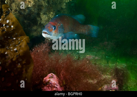 Cunner Fish underwater in the Gulf of St. Lawrence in Canada Stock ...