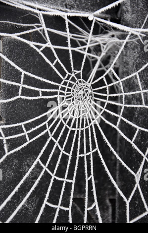Spiders Web with frost 3 Stock Photo - Alamy