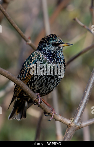 STARLING STERNUS VULGARIS IN GRASS FRONT VIEW Stock Photo - Alamy