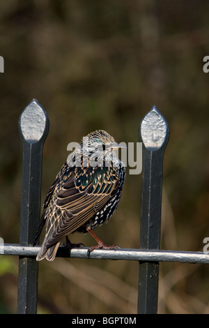 STARLING STERNUS VULGARIS IN GRASS FRONT VIEW Stock Photo - Alamy