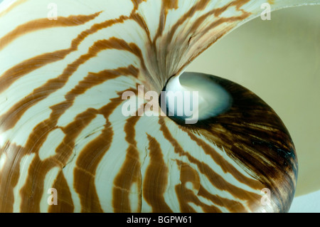 Florida fighting conch (Strombus alatus), sea snail, marine gastropod ...