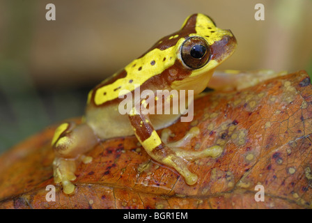 Hourglass Tree Frog (Dendropsophus ebraccatus) calling for a mate ...
