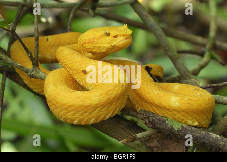 Yellow Eyelash Viper, Bothriechis schlegelii, against white background ...