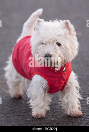 A white West Highland Terrier with a red collar sits on the upper bunk ...