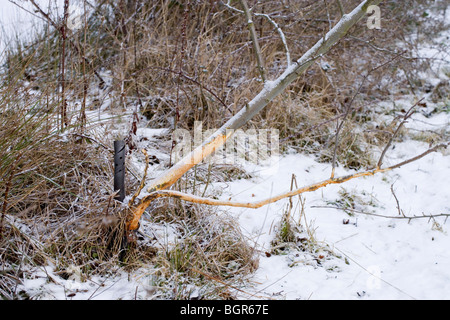 Rabbit damage to trees Stock Photo - Alamy