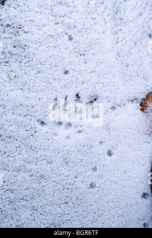 Small footprints of a mouse in the snow leading to a mousehole underneath branches Stock Photo ...
